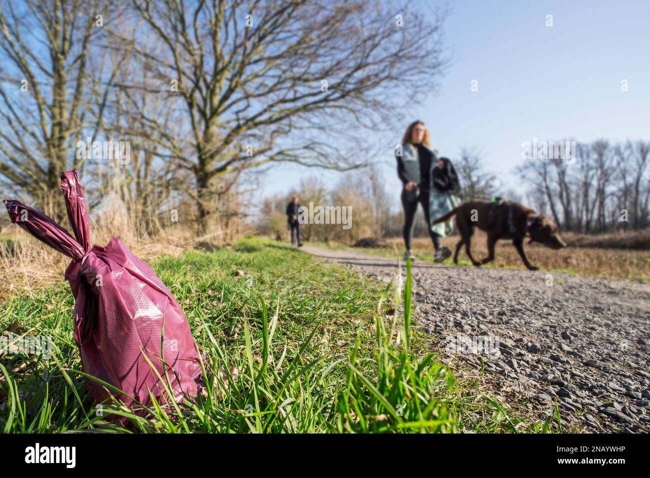 Dog owner walking with dog along discarded plastic dog poop bag / poo ...