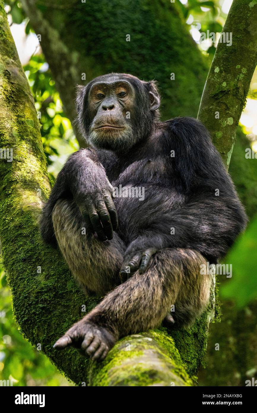 A chimpanzee looking down at the viewer while sitting in branches ...