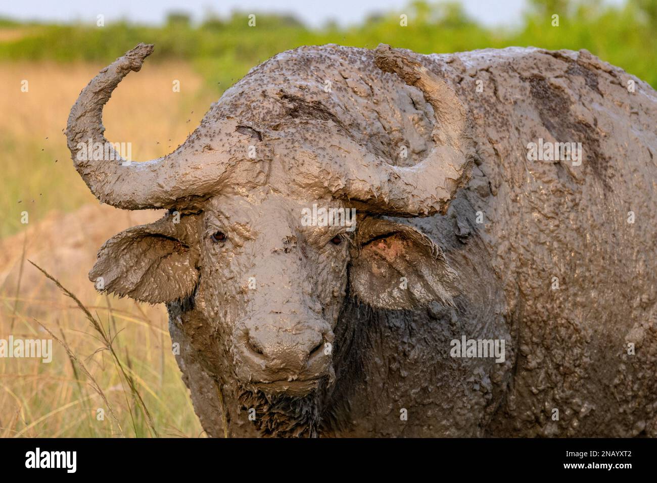 Buffalo wallow hi-res stock photography and images - Alamy