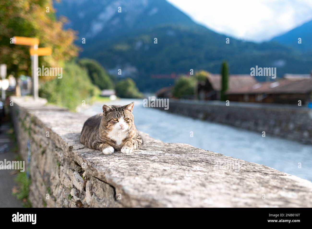 A homeless european tiger cat with a white neck chills out at the ...