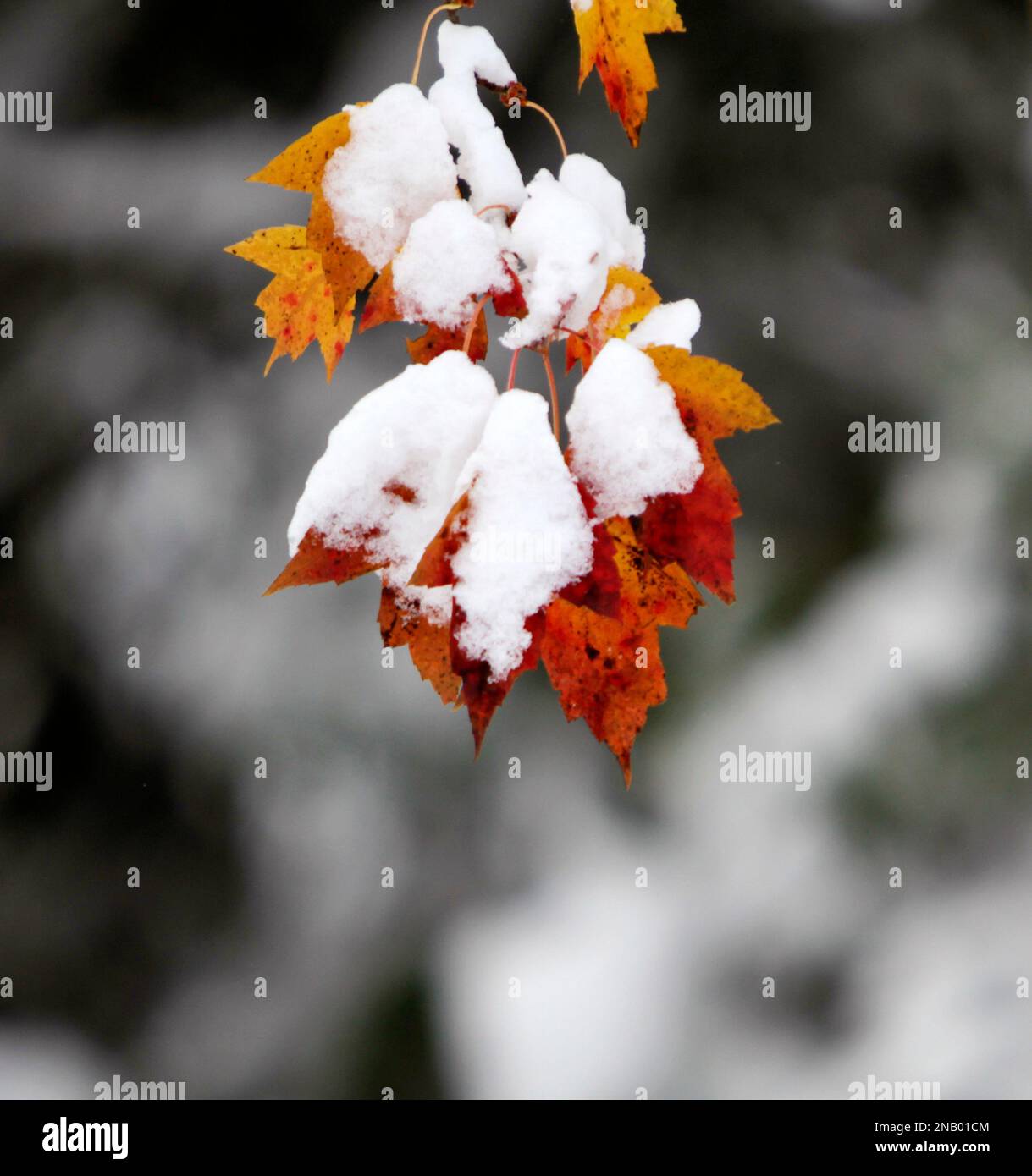 Fall foliage colors are covered with heavy wet snow in Williamstown ...