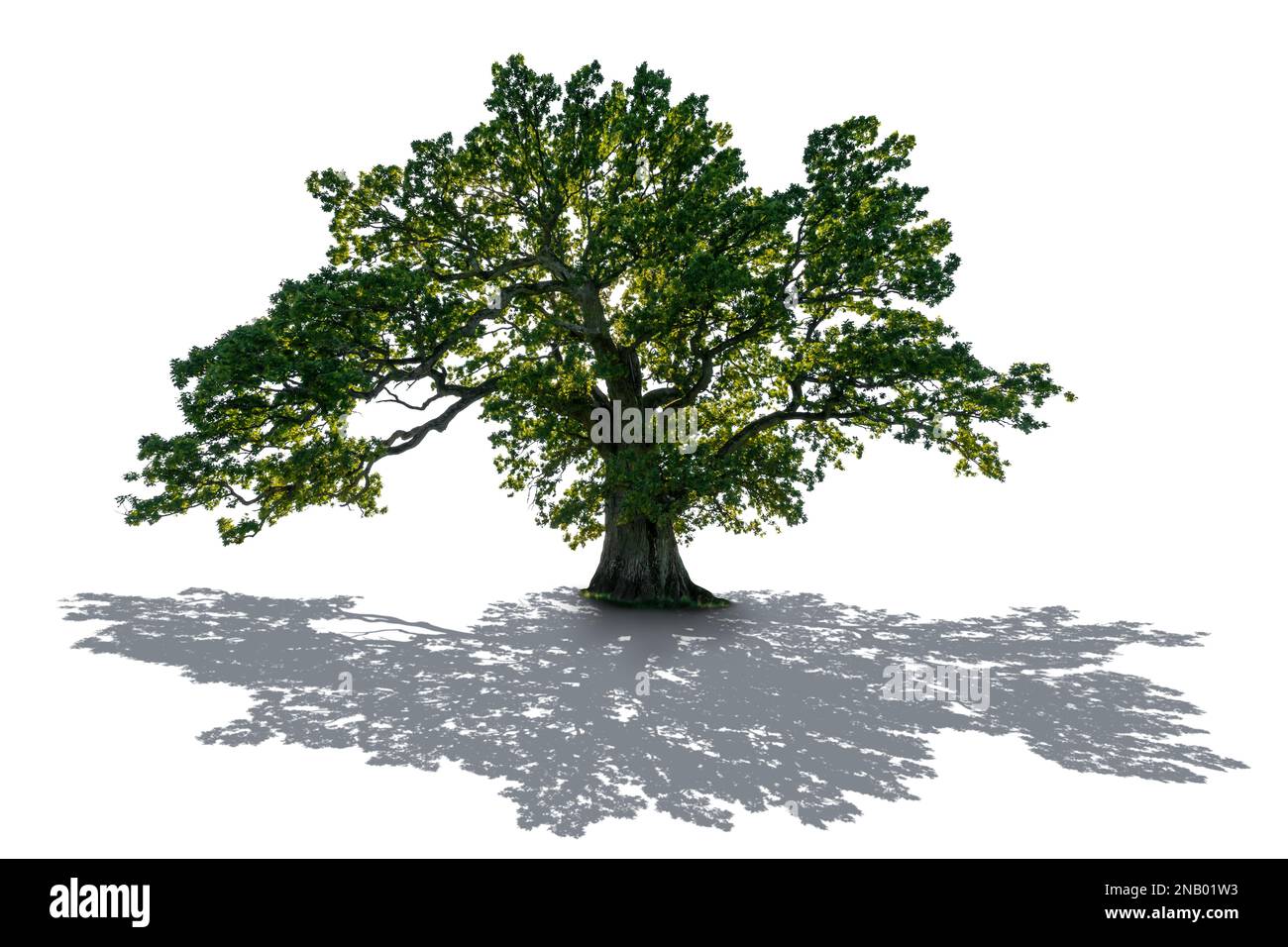 Backlit old and majestic oak tree isolated on white background Stock ...