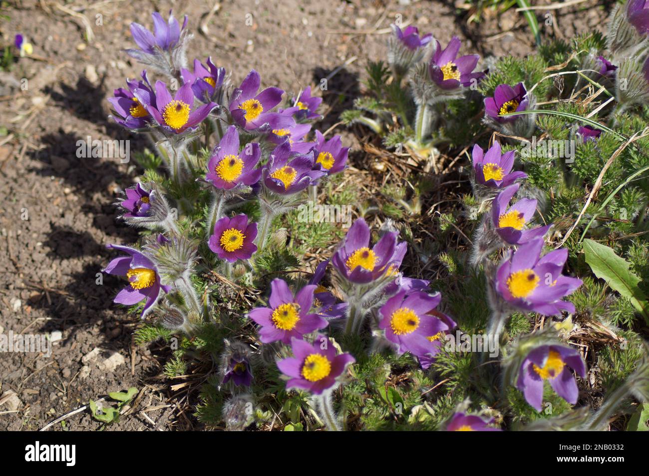 flowers of the common cowbell Stock Photo - Alamy