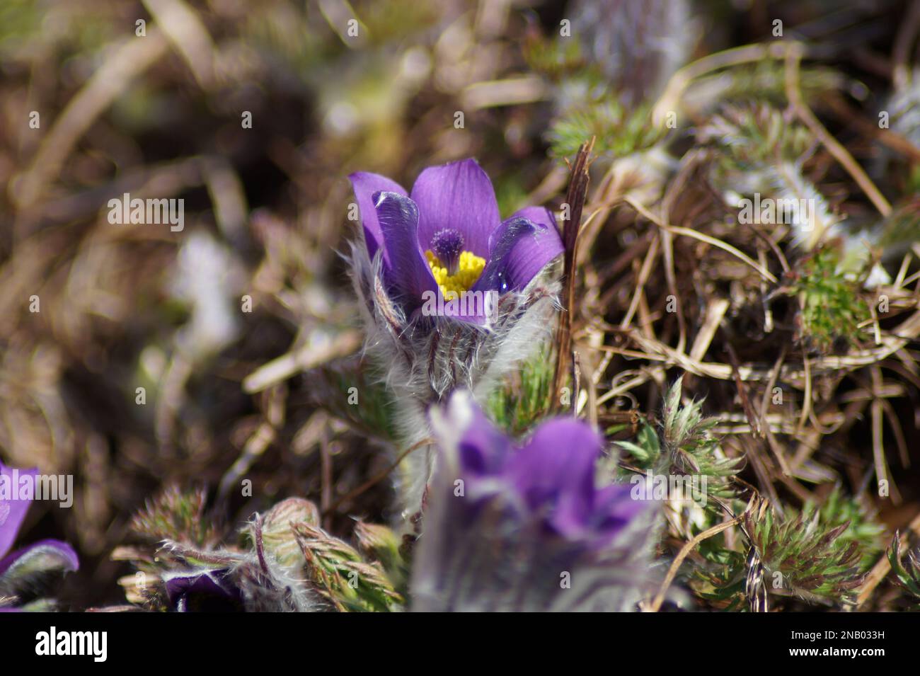 Pulsatilla blooms hi-res stock photography and images - Alamy