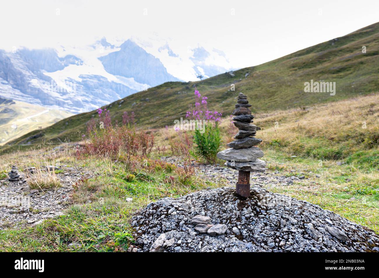 Irish Heather flower on Switzerland alps. Hike trail from Mannlichen to ...