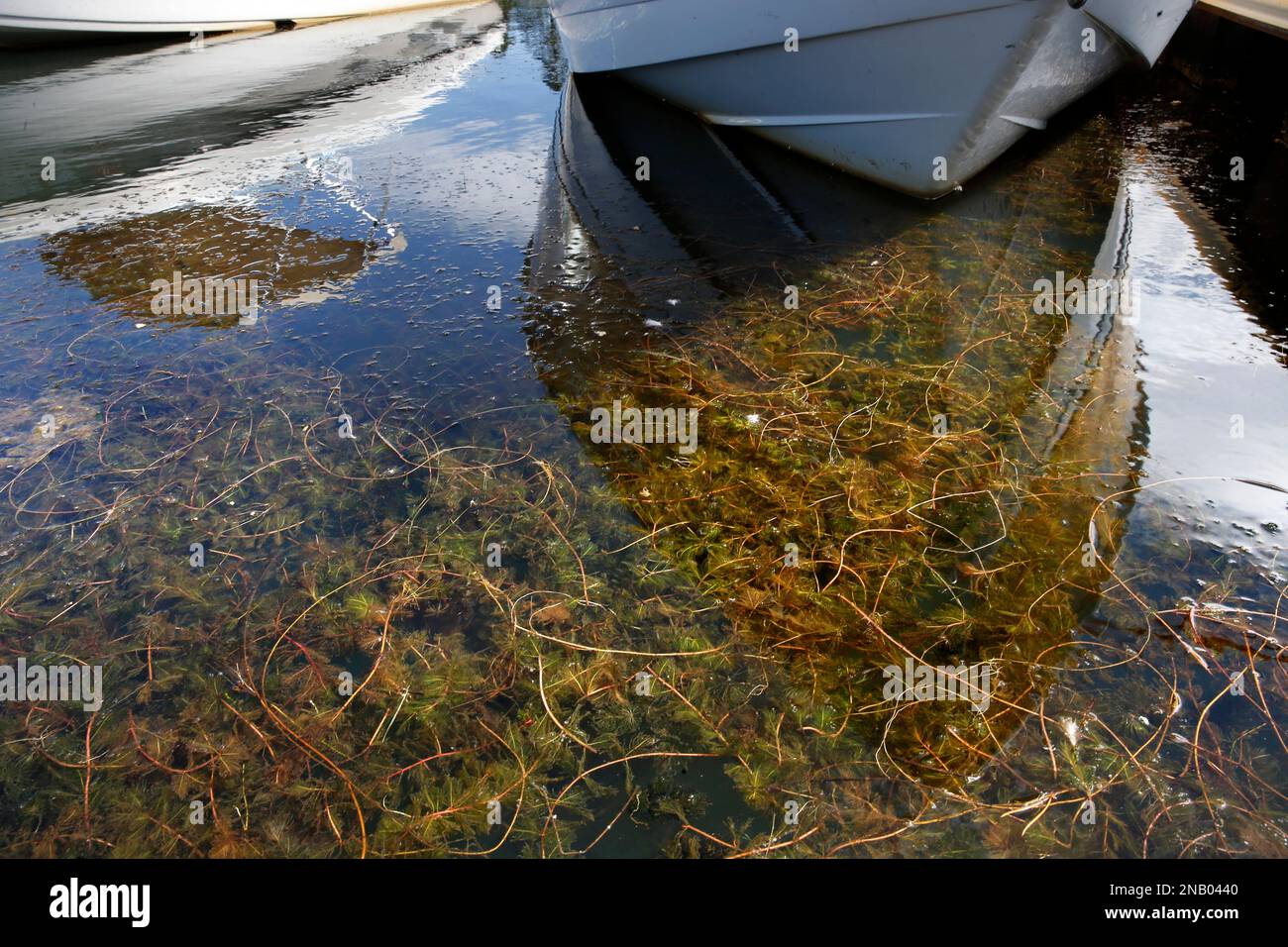 The invasive Eurasian Watermilfoil clogs the boat slips of the Tahoe ...