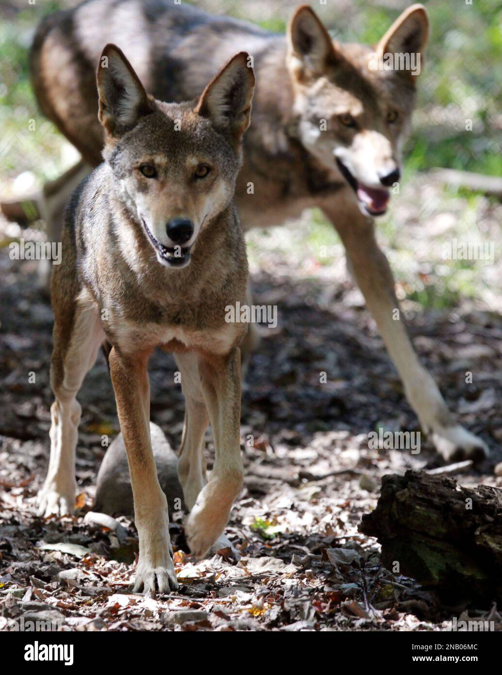 In this Oct. 6, 2011 photo, red wolves walk around their enclosure at ...