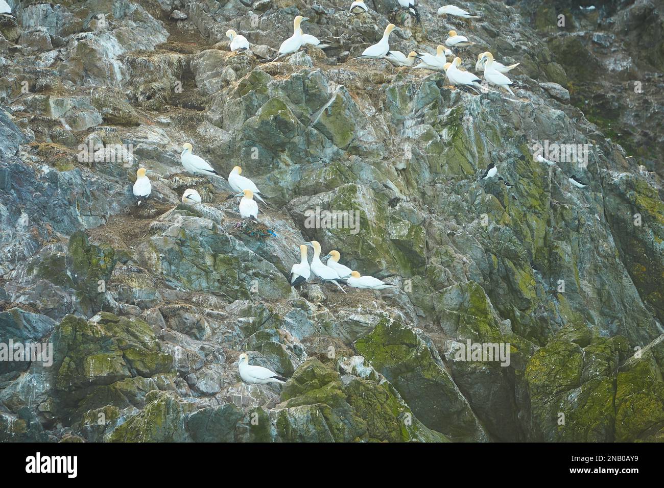 Colony of northern garnet on the rock of island in Ireland. Wild bird ...