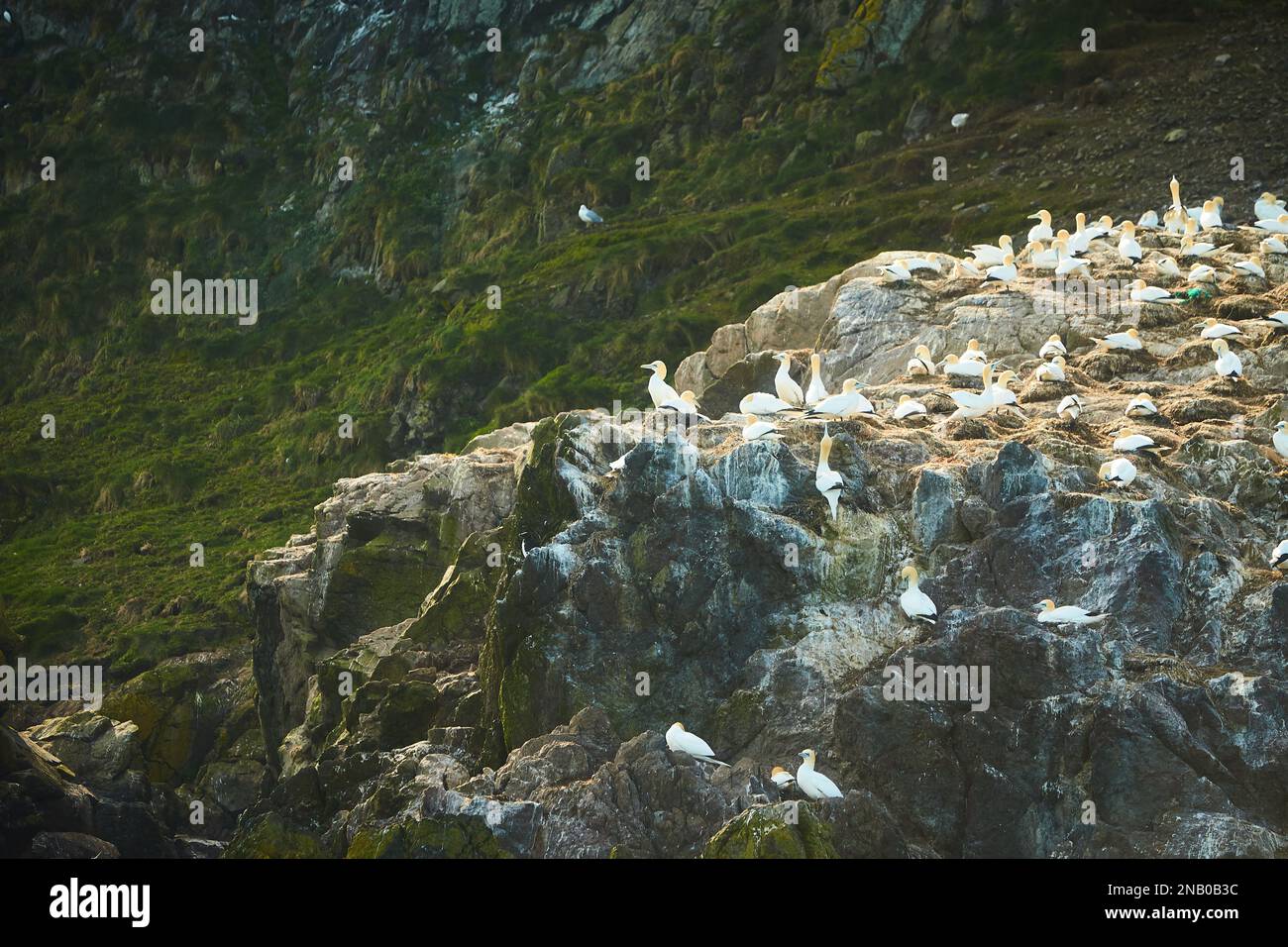 Colony of northern garnet on the rock of island in Ireland. Wild bird ...
