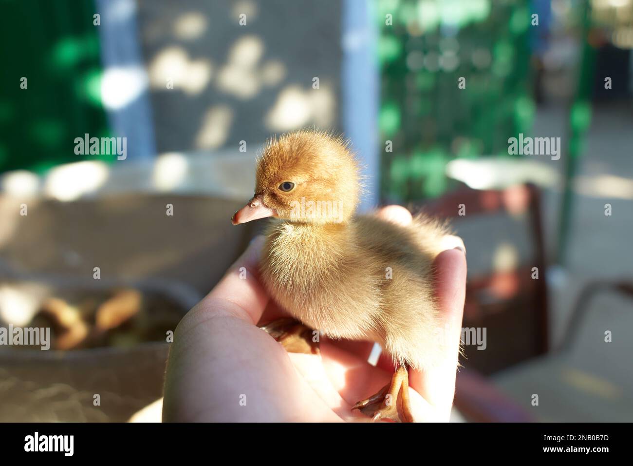 Baby Mallard Ducks Hatching