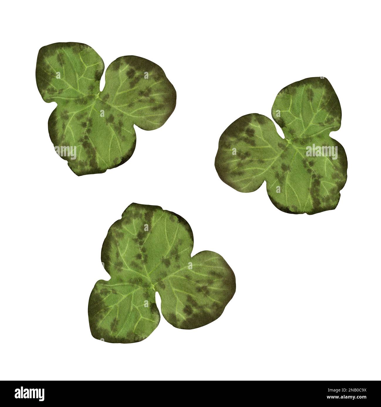 Hepatica leaves set. Isolated on white background Stock Photo - Alamy