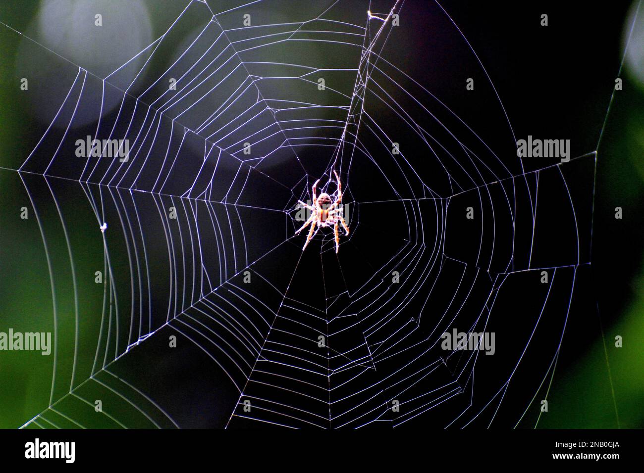 Spider web, Nature, wildlife Stock Photo - Alamy