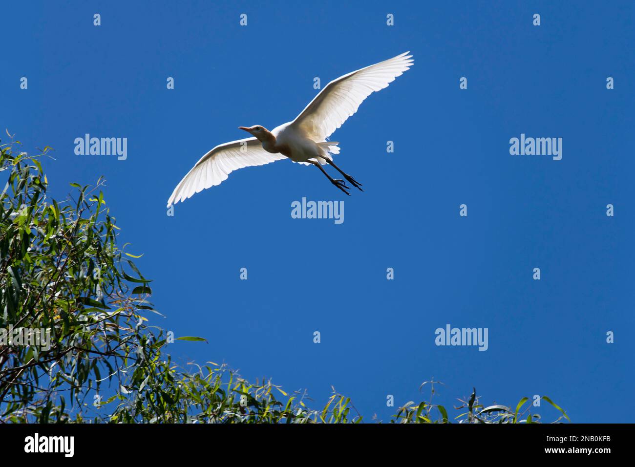 Cattle Egret (Bubulcus ibis) in flight in Sydney, NSW, Australia (Photo ...