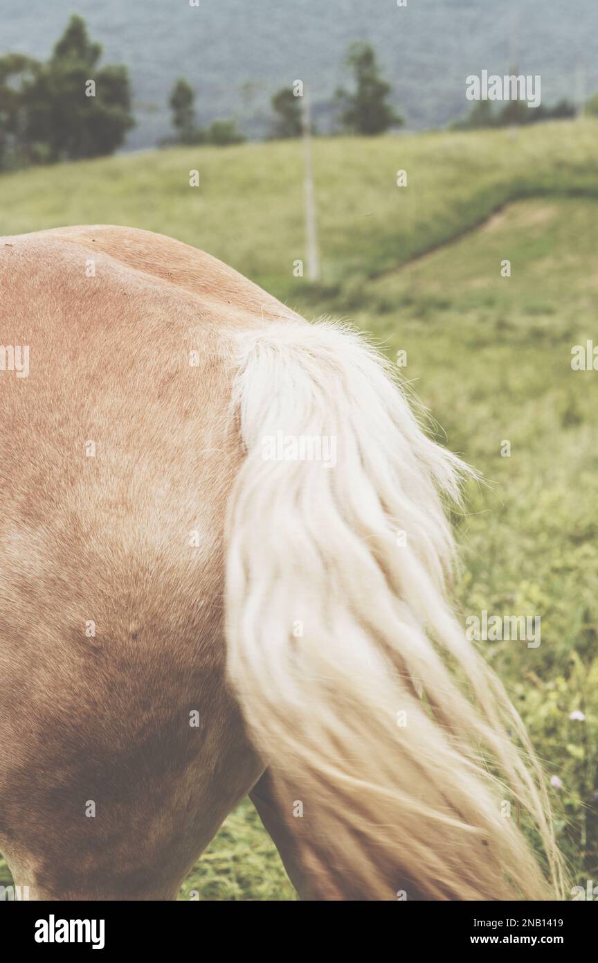Saddle and horse barn hi-res stock photography and images - Alamy