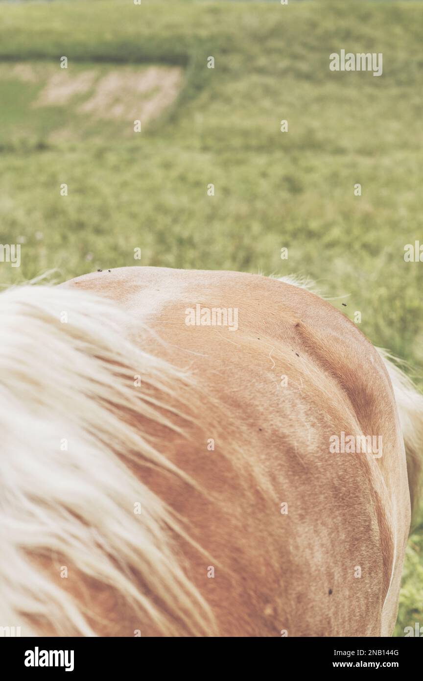 Saddle and horse barn hi-res stock photography and images - Alamy