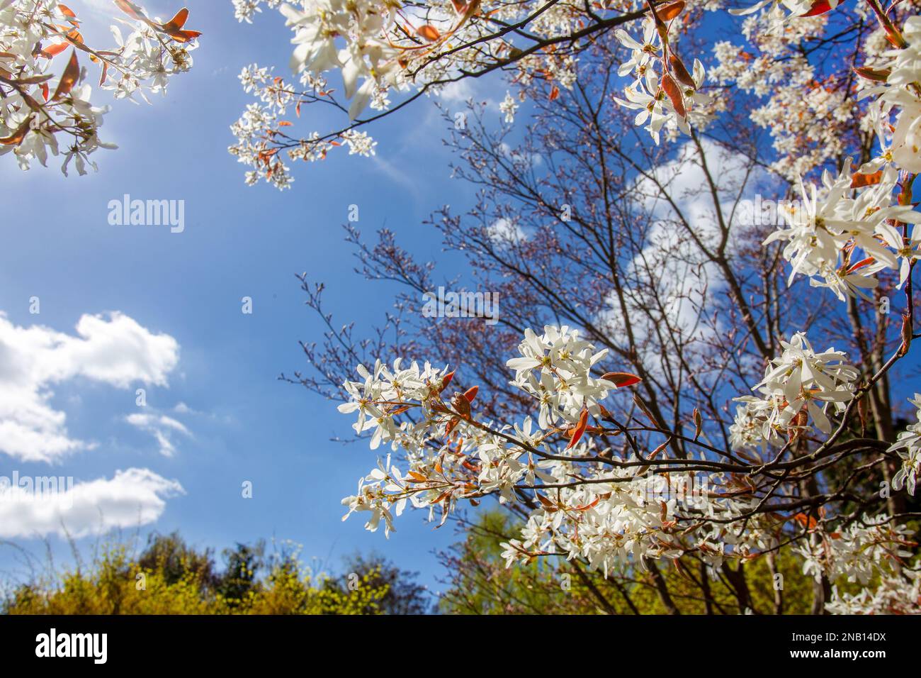 Cherry blossom in shiny sunbeams in Japanese garden in Gardens of the ...