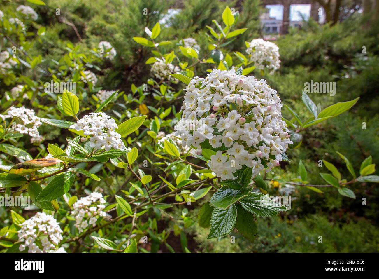 Viburnum carlesii in Japanese garden in Polish Wroclaw. Beautiful bush ...