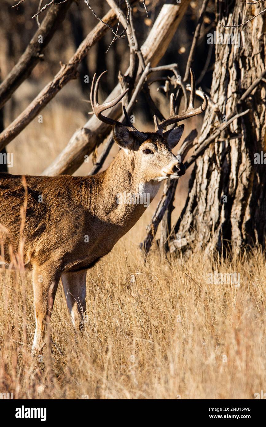 A single brown deer in the yellow field Stock Photo - Alamy