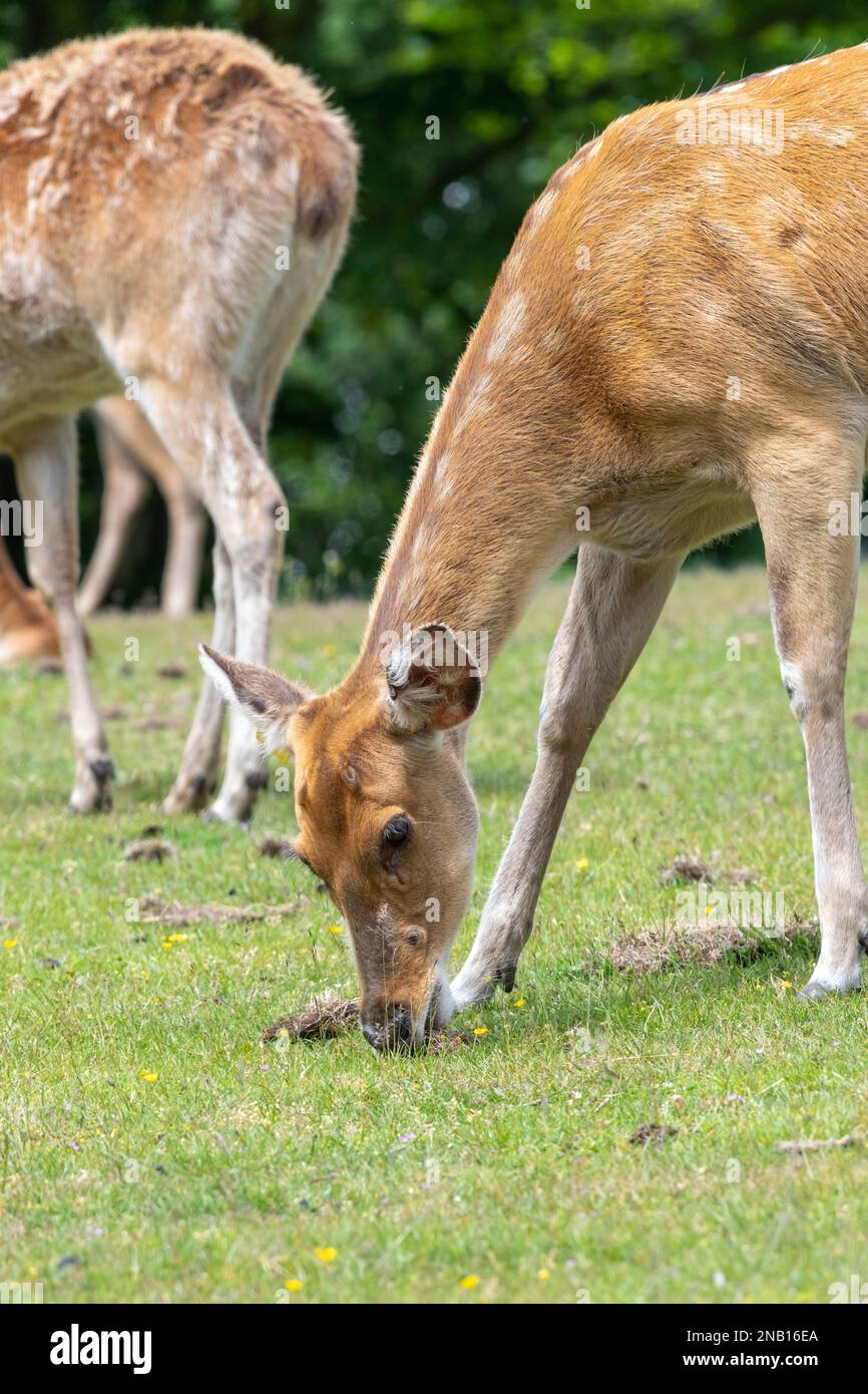 Barasingha grassland hi-res stock photography and images - Alamy