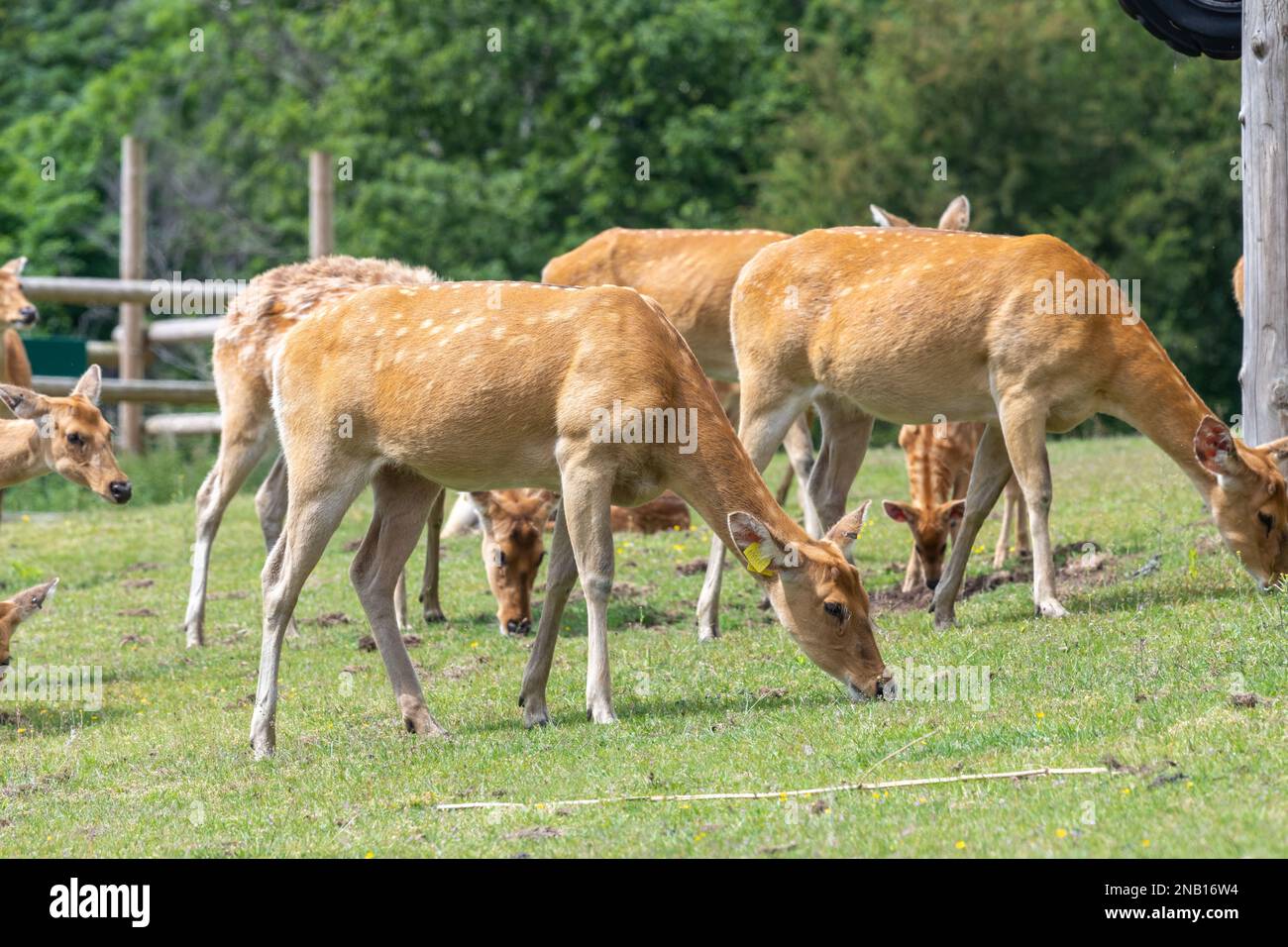 Barasingha grassland hi-res stock photography and images - Alamy