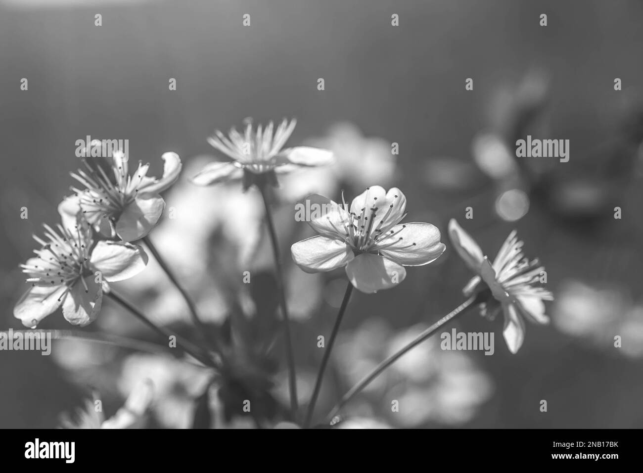 White pink blue Black and White Stock Photos & Images - Alamy