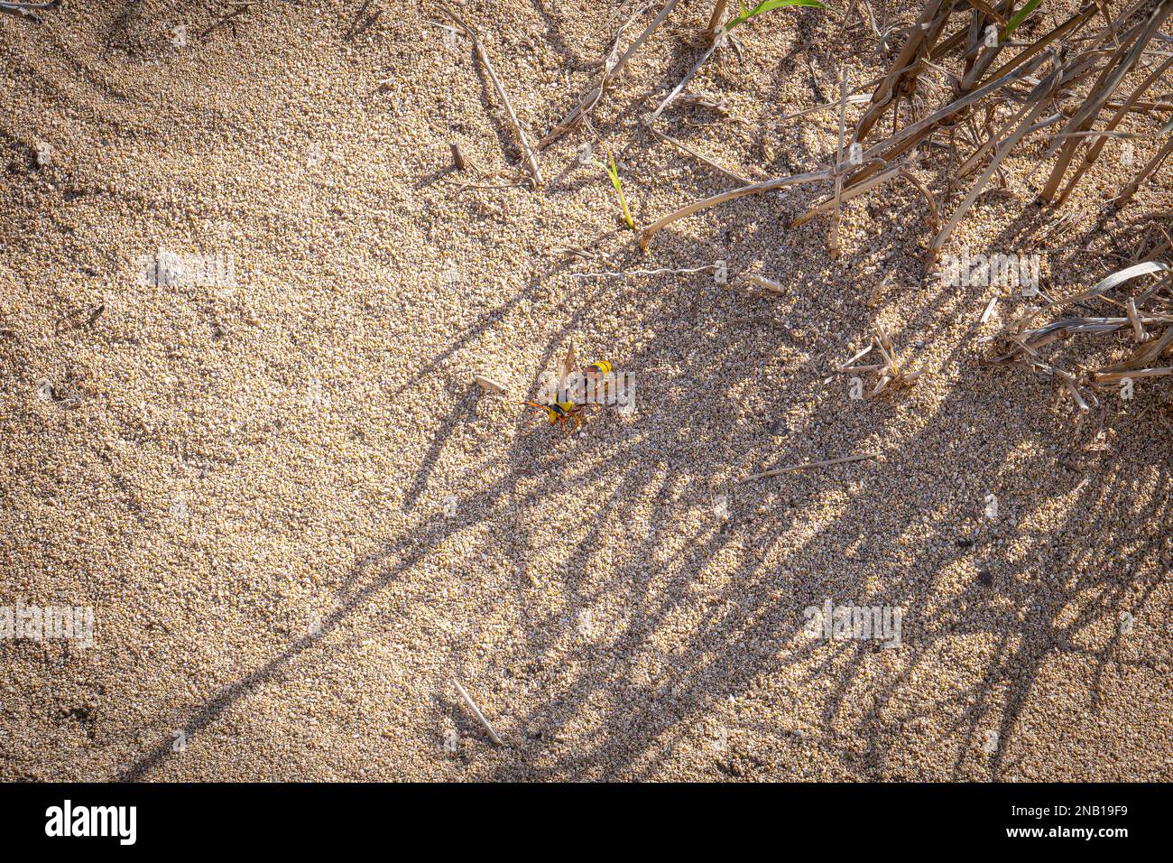 Sand hornets hi-res stock photography and images - Alamy