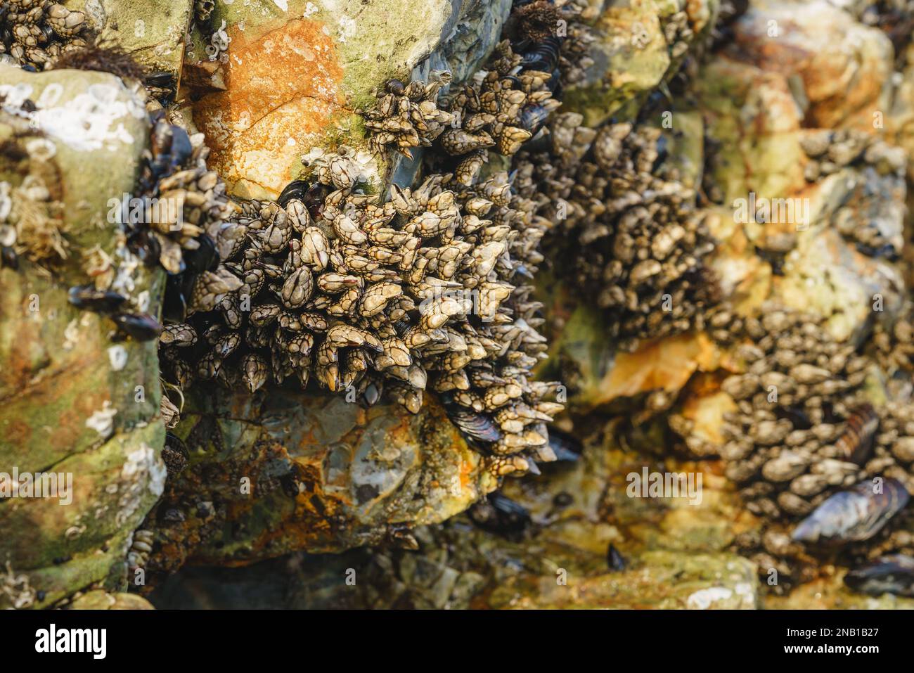 Acorn barnacle filter feeding hi-res stock photography and images - Alamy
