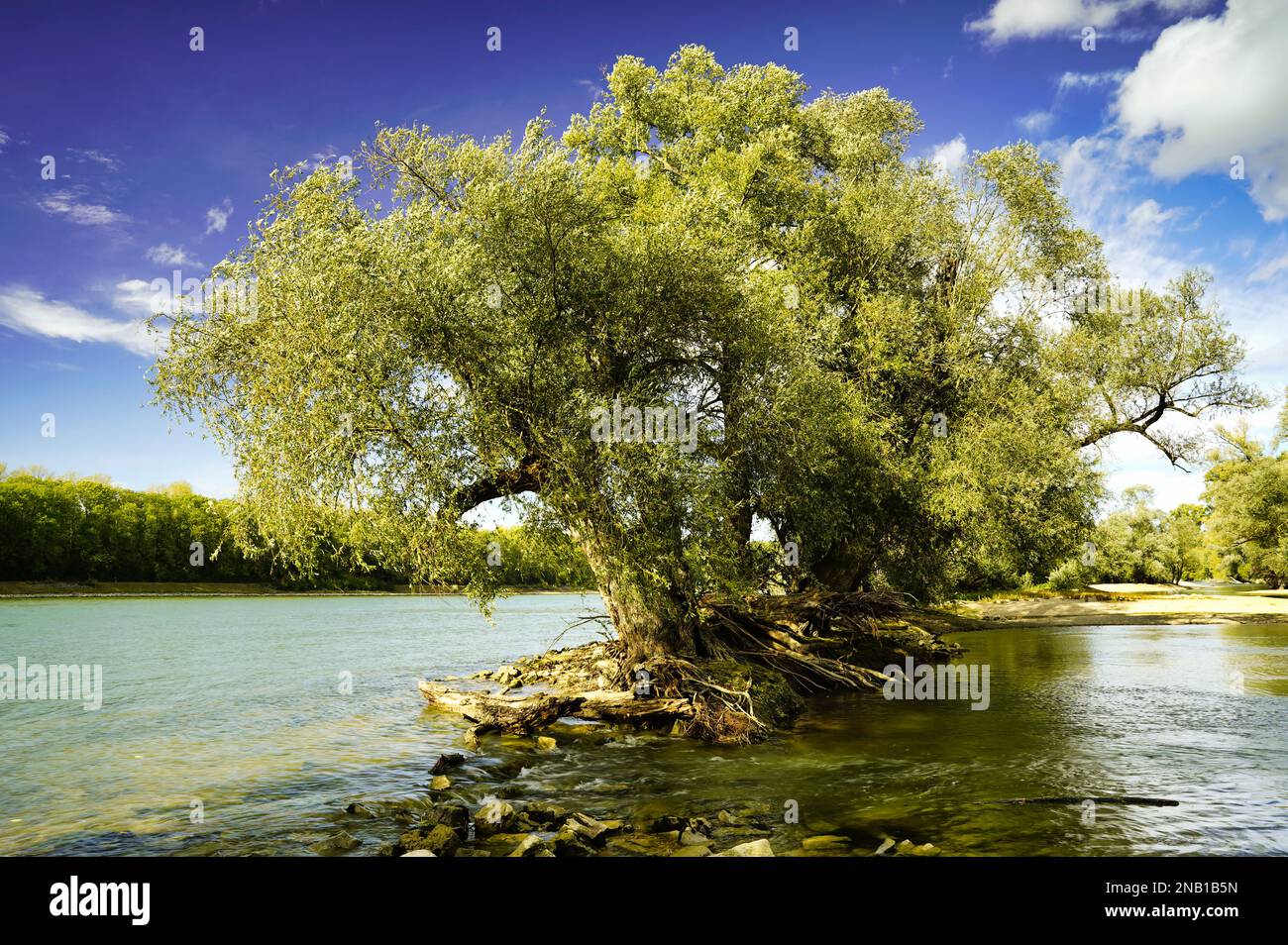 Willow trees salix nature reserve hi-res stock photography and images ...