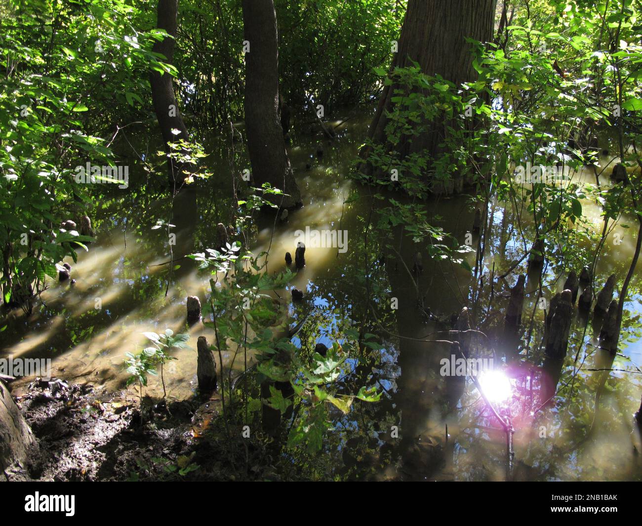 This Oct. 2, 2011, photo shows a detail of a bald cypress tree at the ...