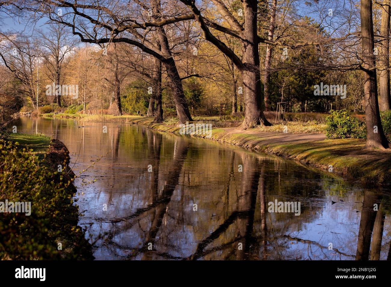 Huge old oaks above river. Oak trees reflecting in the water surface ...