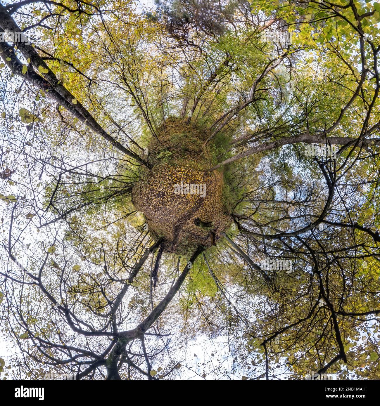 Spherical abstract aerial view in forest with clumsy branches in gold ...