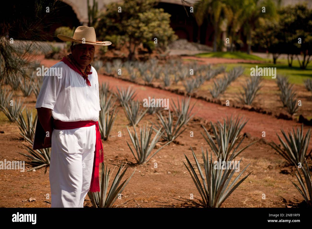 In this photo taken Sept. 23, 2011, a man dressed as an agave cutter ...