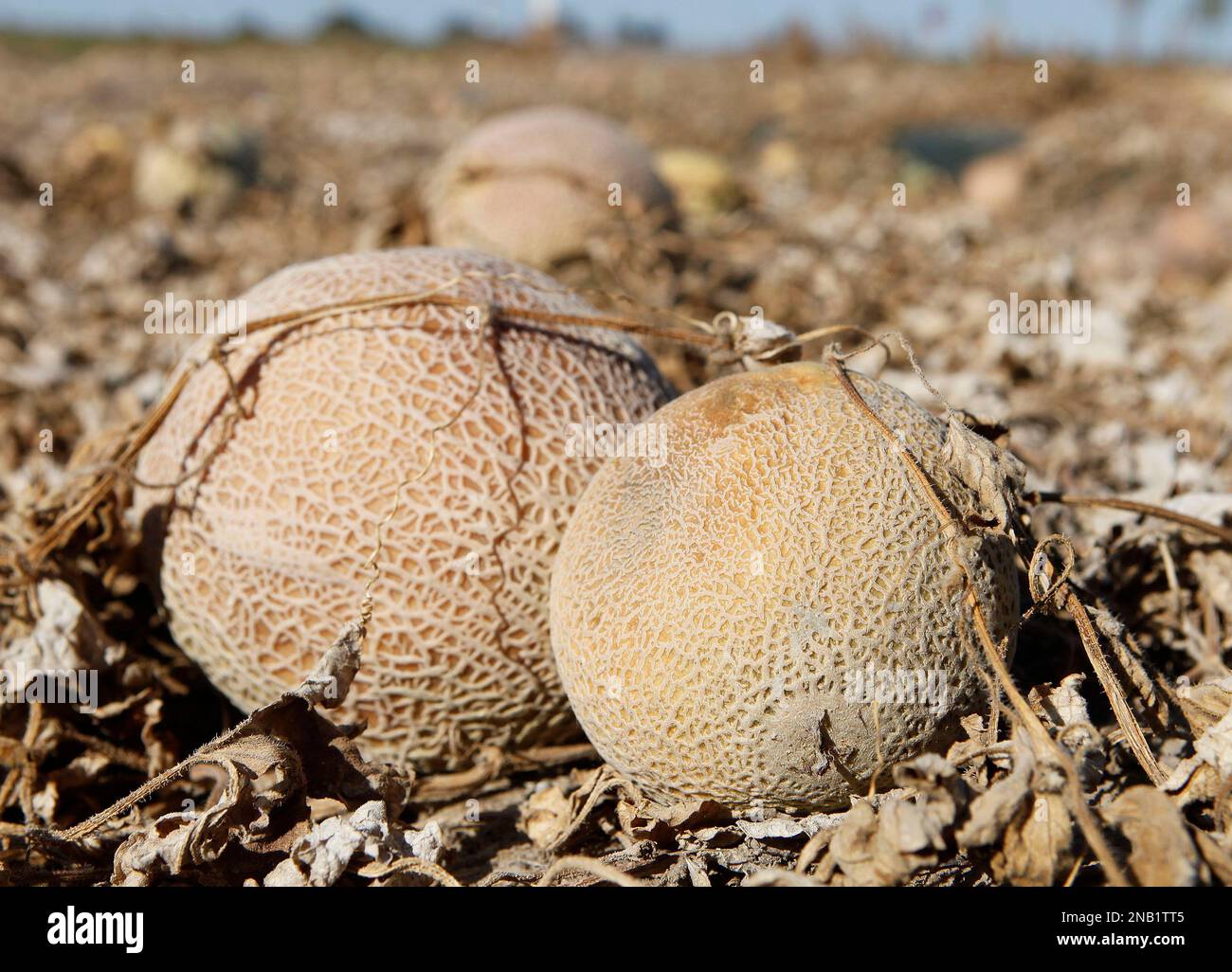 Listeria infections hi-res stock photography and images - Alamy
