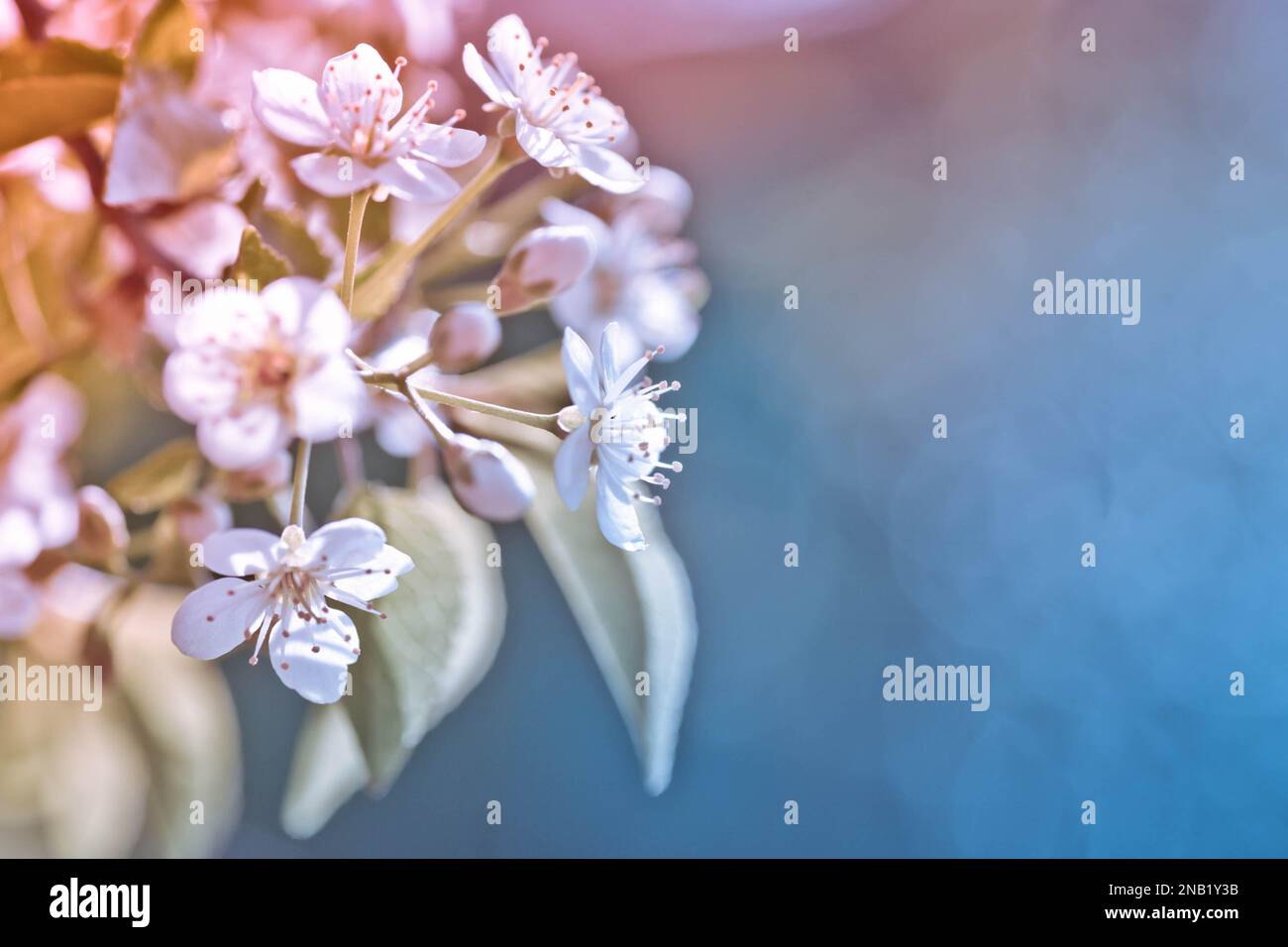 white flowers cherry tree. Flowers cherry tree blossomed. Honey and ...