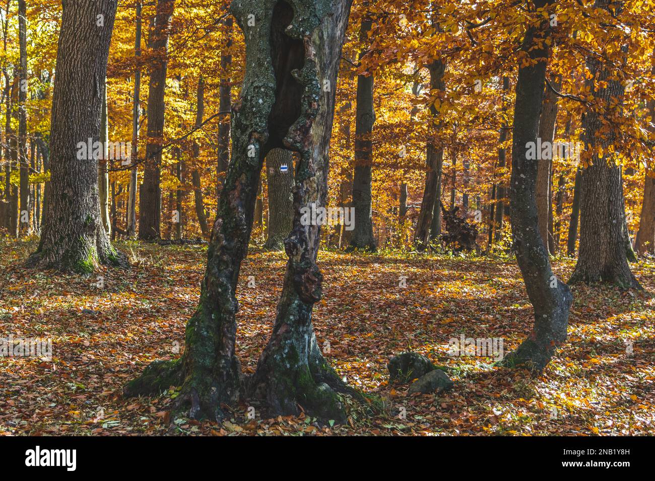 Trees resplendent in autumn colors on the summit of Csóványos mountain ...