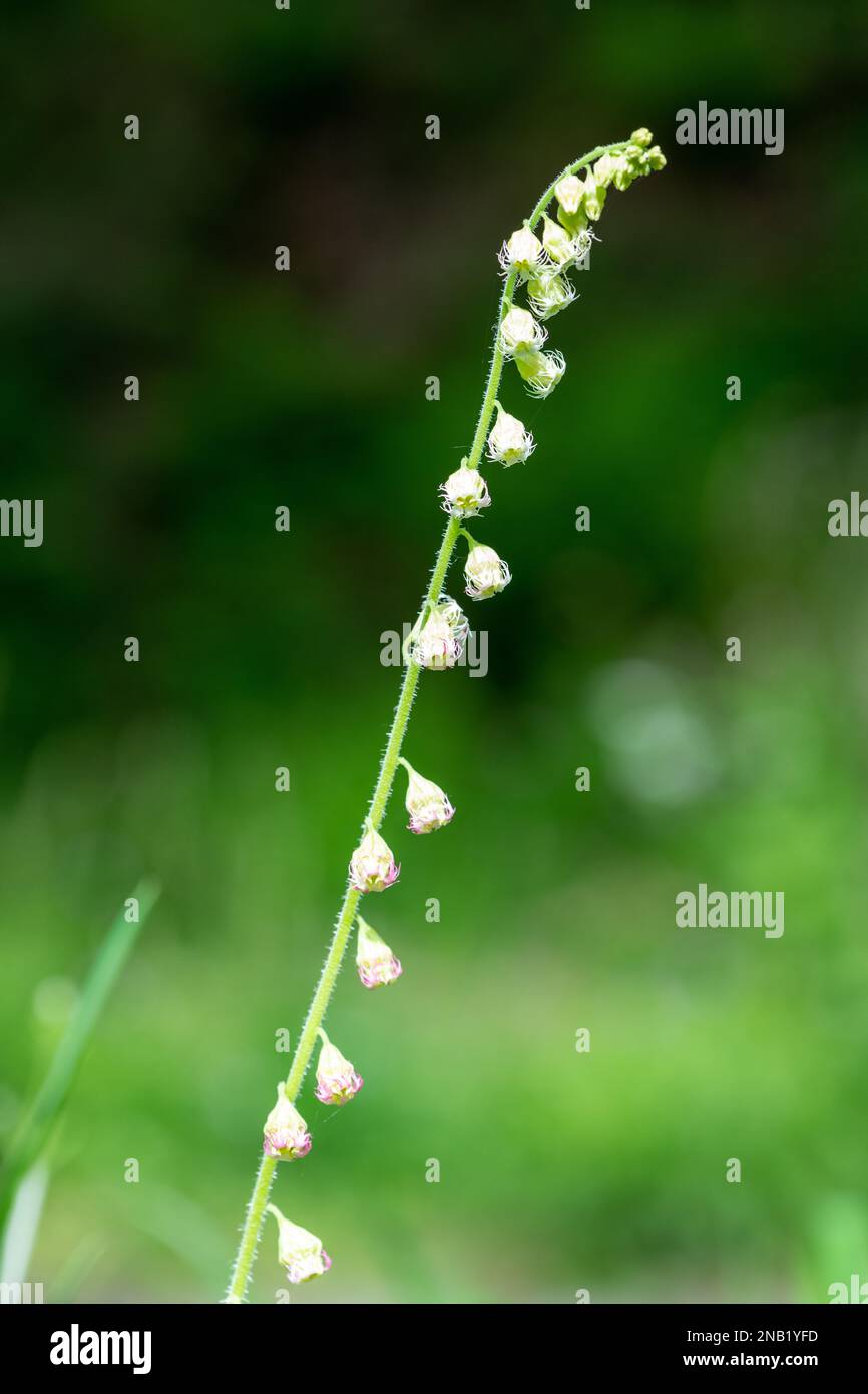 Close up of bigflower tellima (tellima grandiflora) flowers in bloom ...