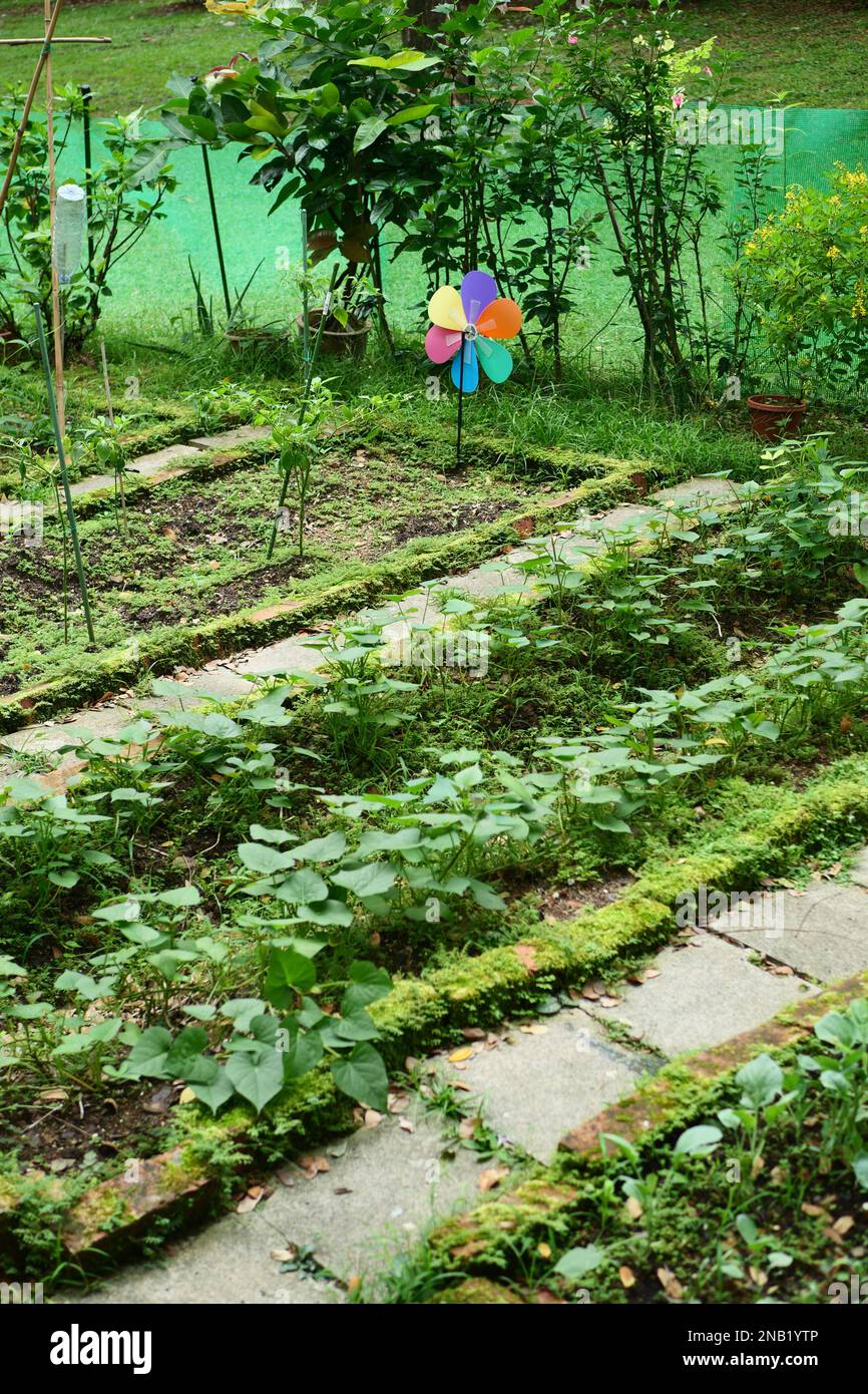 inside of a vegetable garden in singapore Stock Photo - Alamy