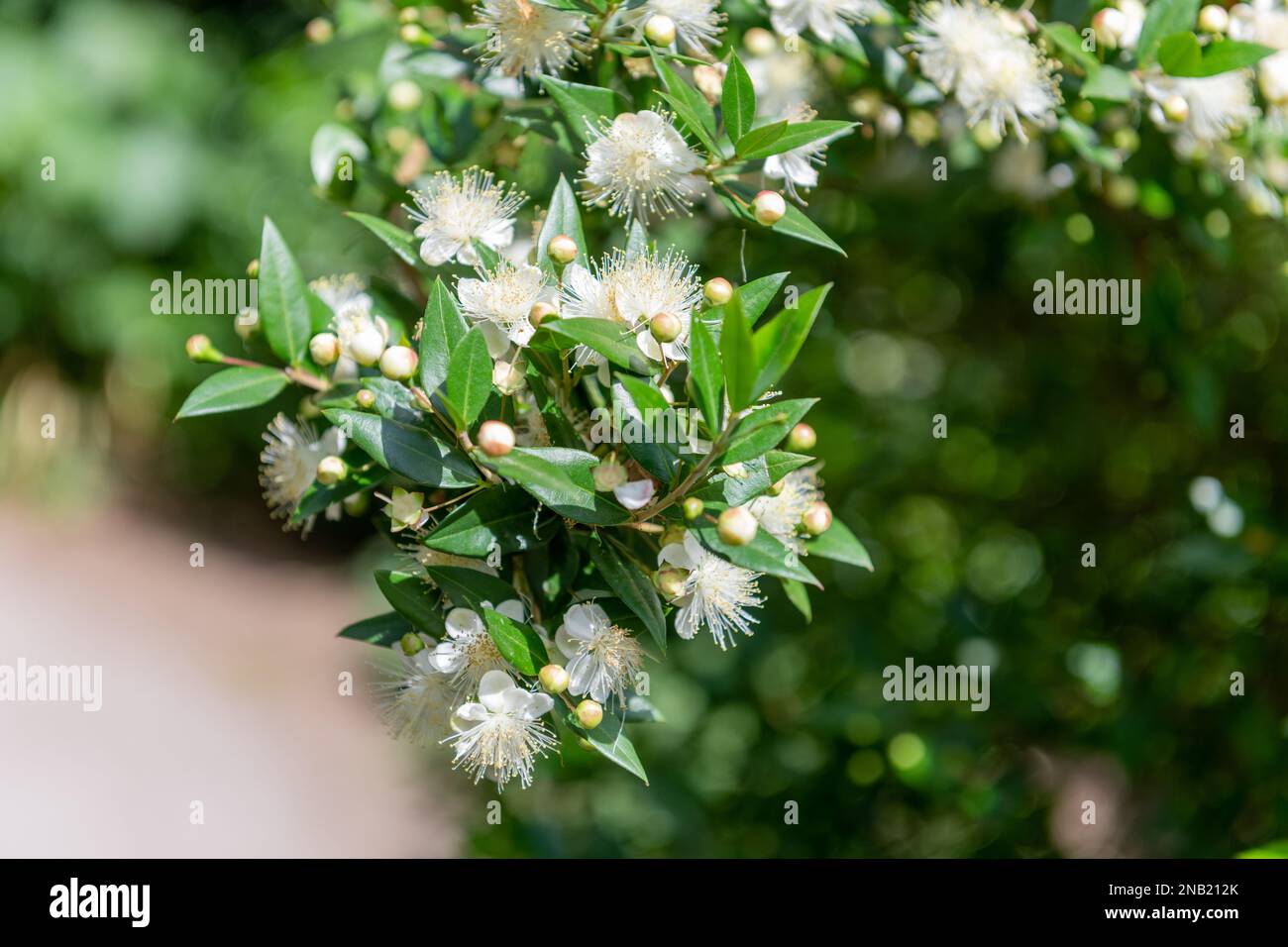 Close up of common myrtle (myrtus communis) flowers in bloom Stock ...