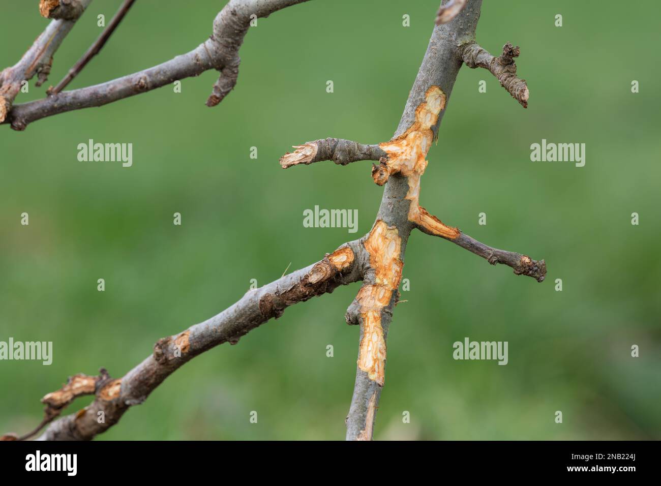 Rabbit damage to bark hi-res stock photography and images - Alamy