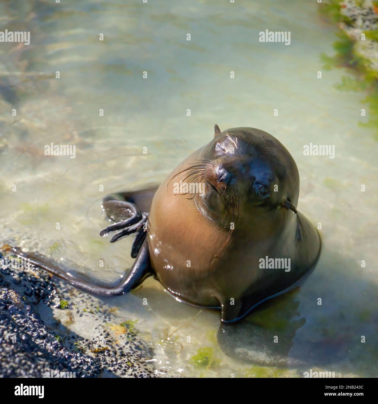 An overhead shot of adorable wet Fur seal looking up by the shore Stock ...