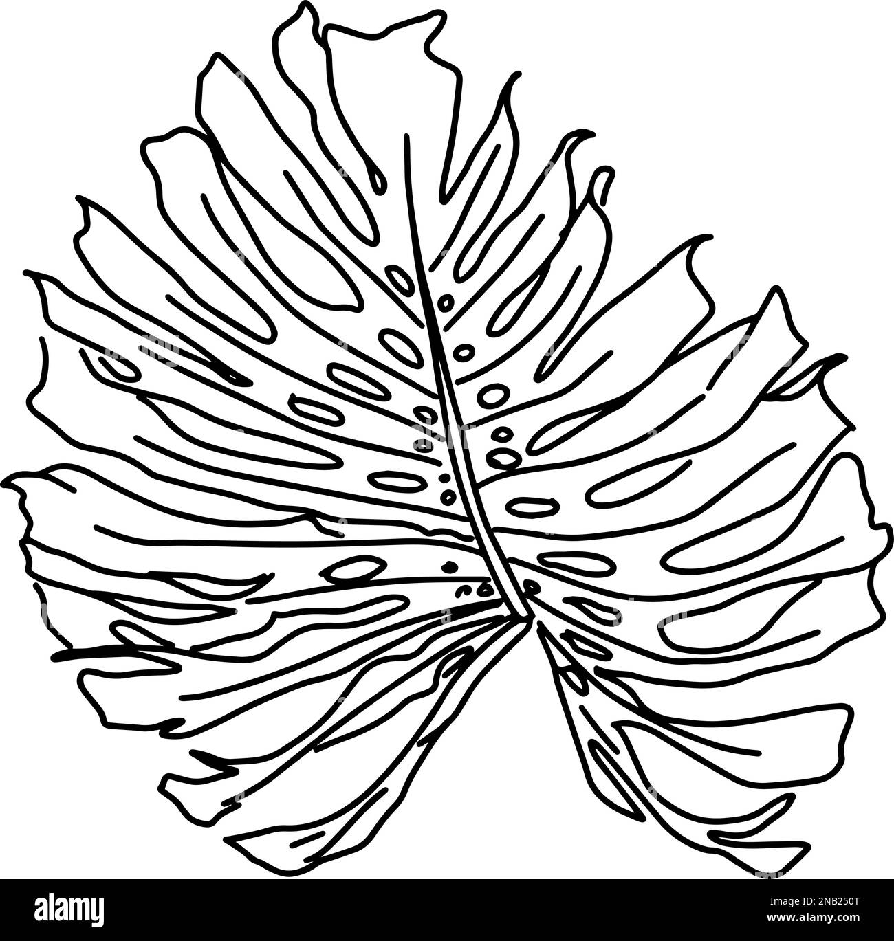 sketch of monstera leaf Stock Vector Image & Art - Alamy