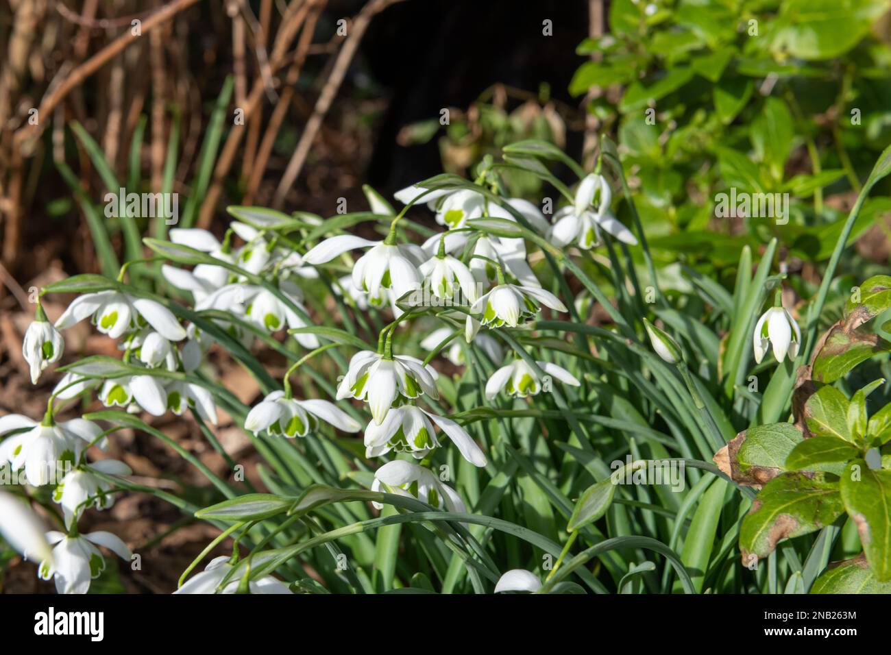 Galanthus ophelia snowdrops hi-res stock photography and images - Alamy