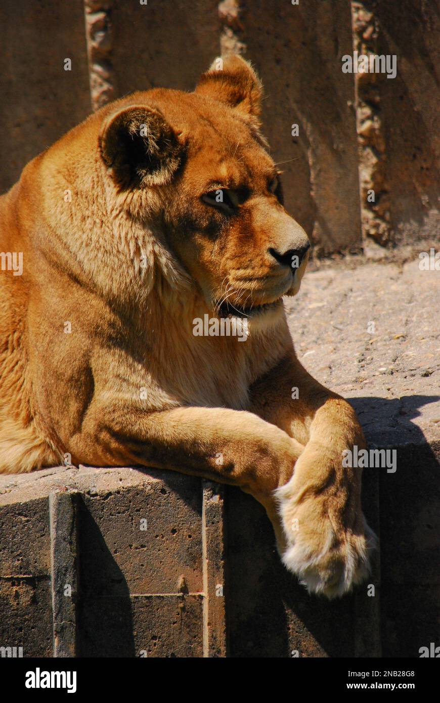A old lioness lies and basks in the sun, portrait. Zoo Madrit Spain ...