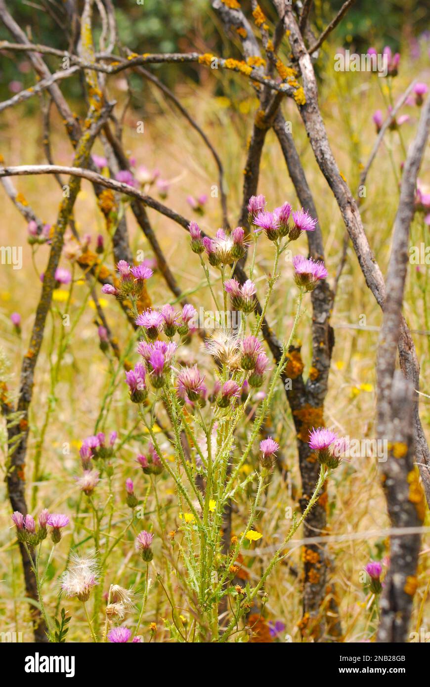 Thistle wild field. Pink thistle flowers in the meadow. The thistle is ...