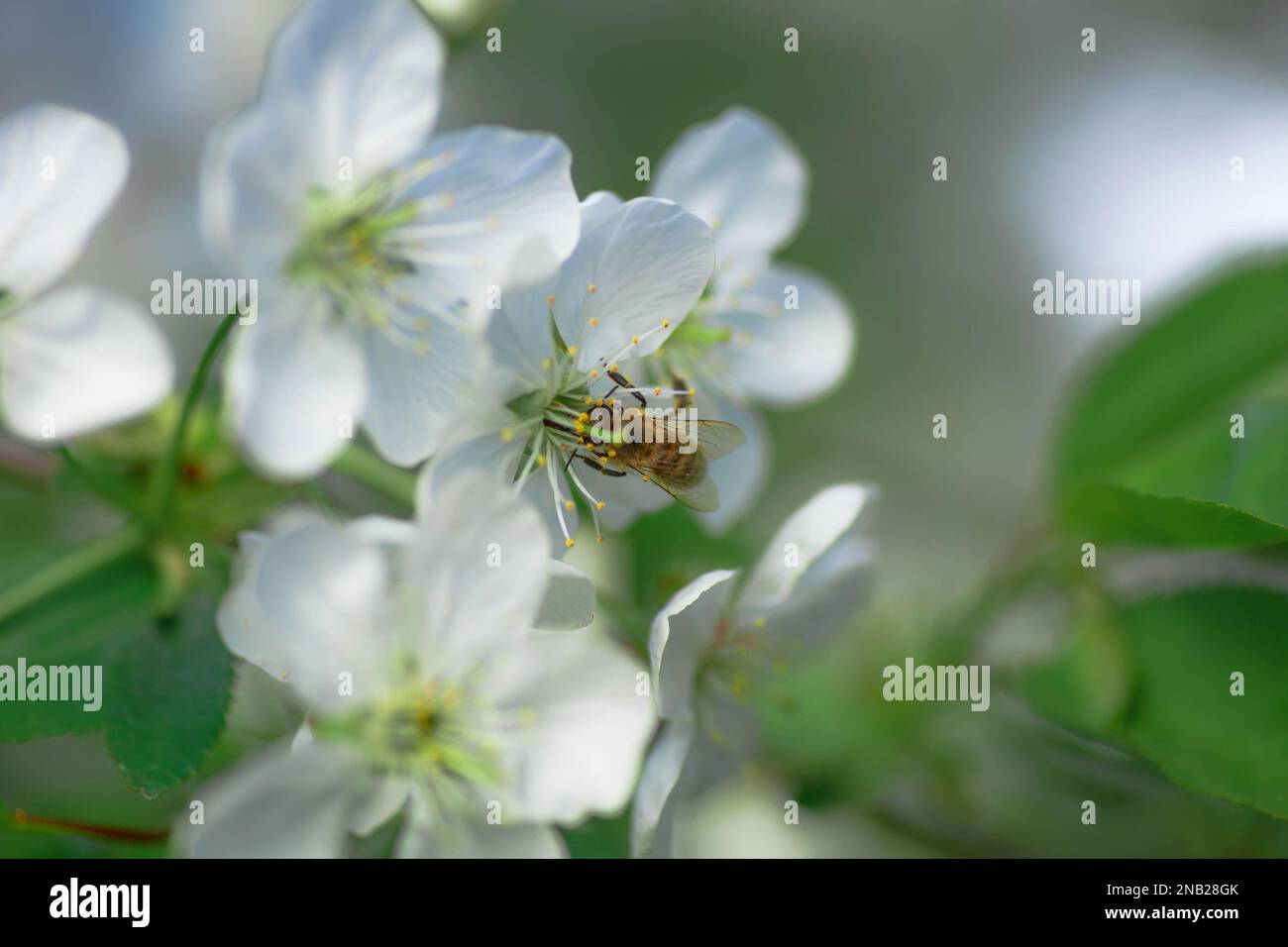 Bee collects pollen and nectar white flowers cherry tree. Flowers ...
