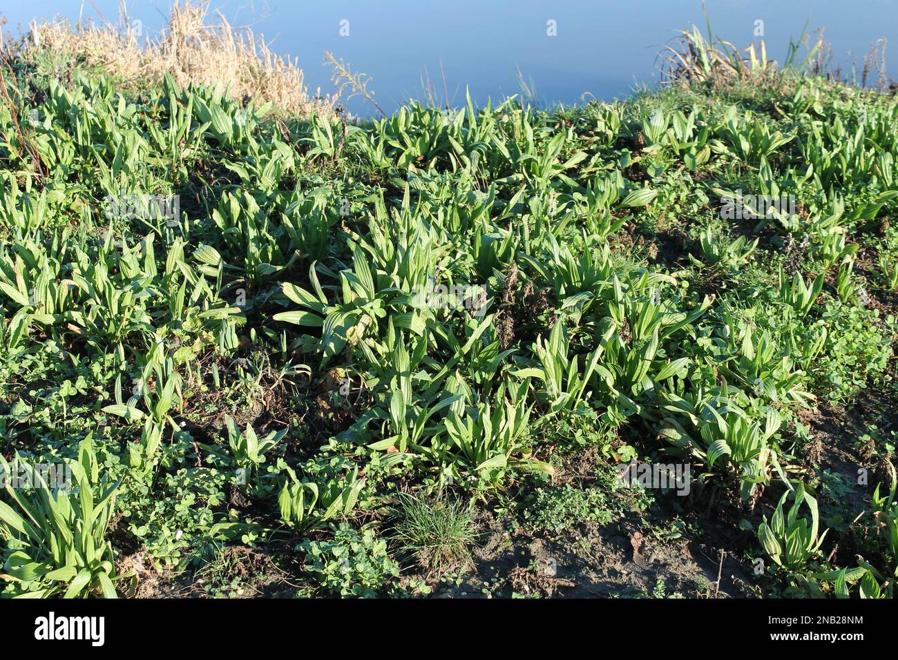 Crispy water hi-res stock photography and images - Alamy