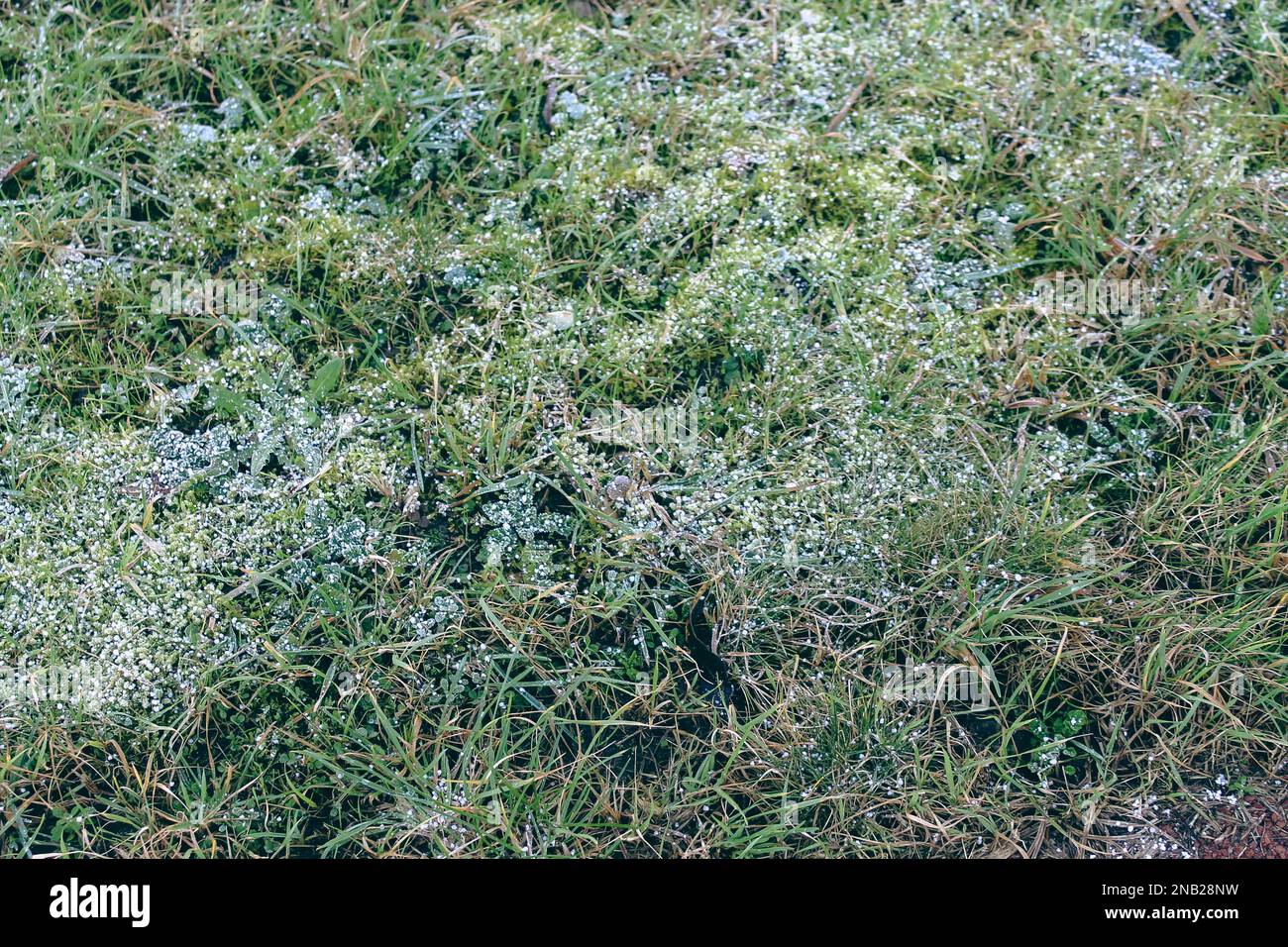 Crispy water around the bush Stock Photo - Alamy