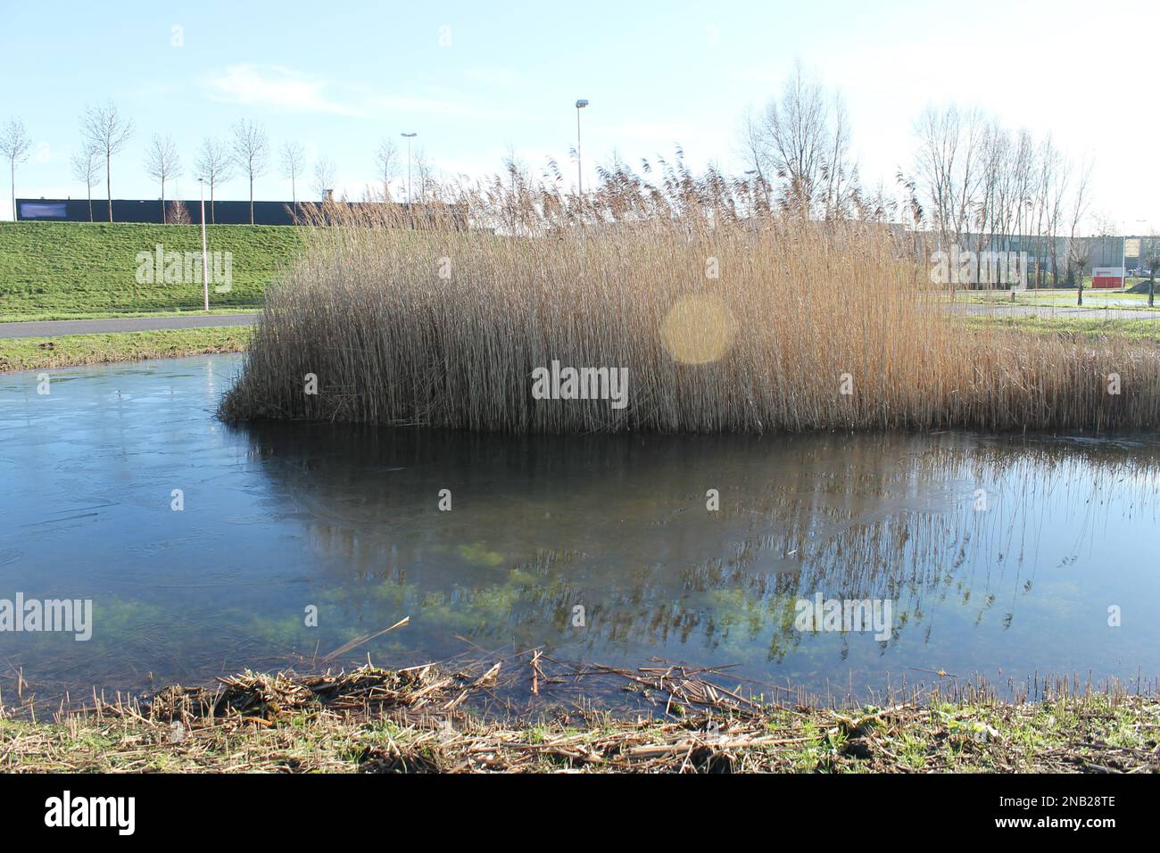 Crispy water around the bush Stock Photo - Alamy