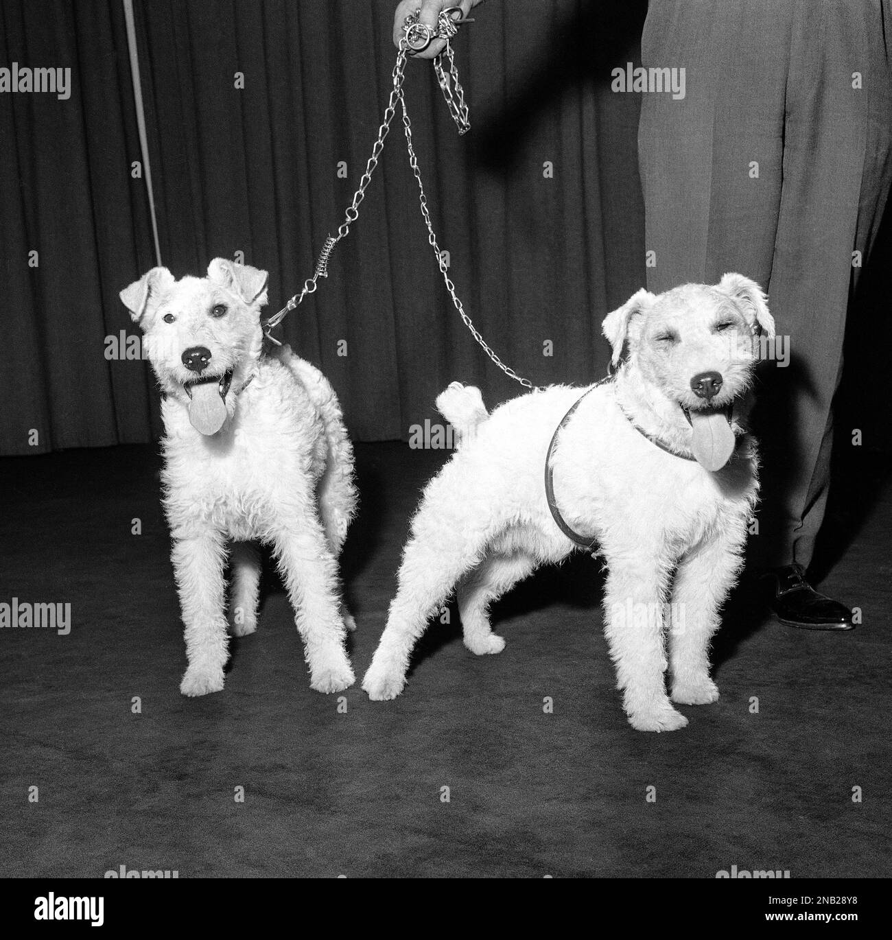 Returning from filming "Tintin et le mystere de la Toison d'Or" (Tintin ...