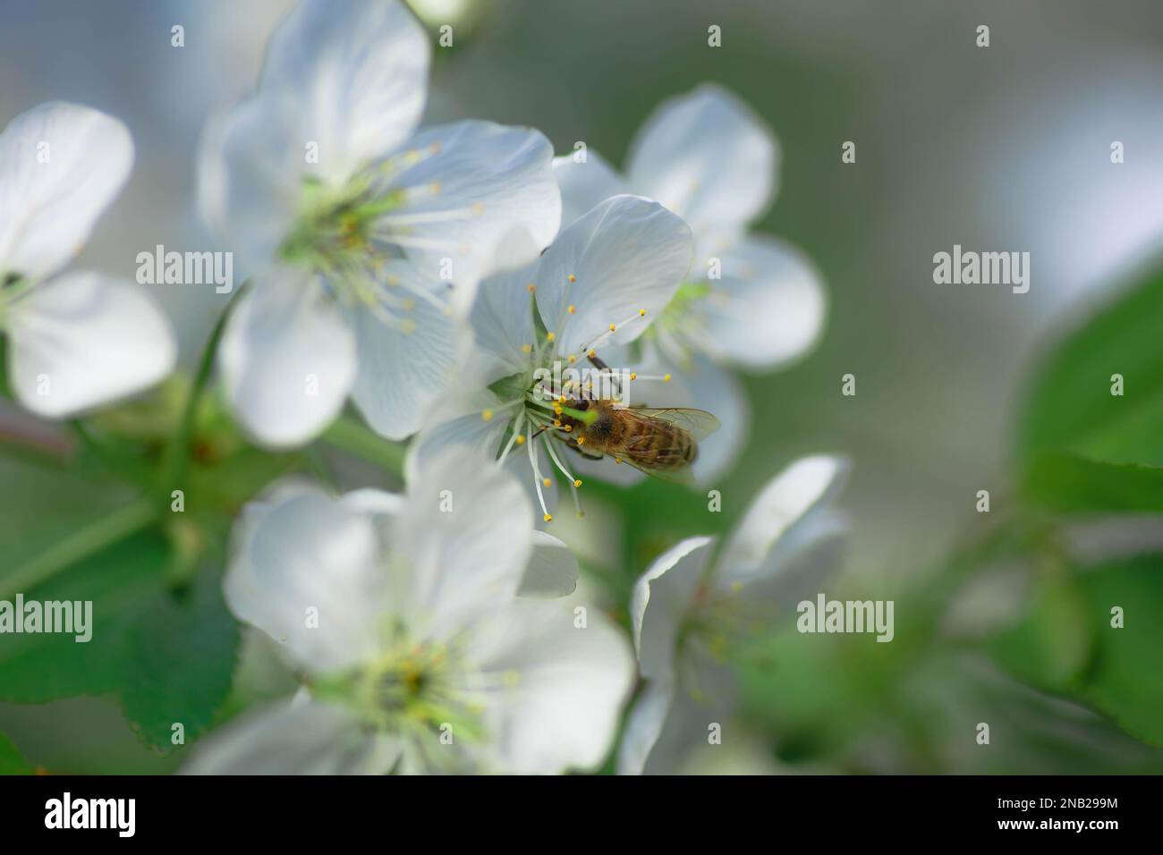 Bee collects pollen and nectar white flowers cherry tree. Flowers ...